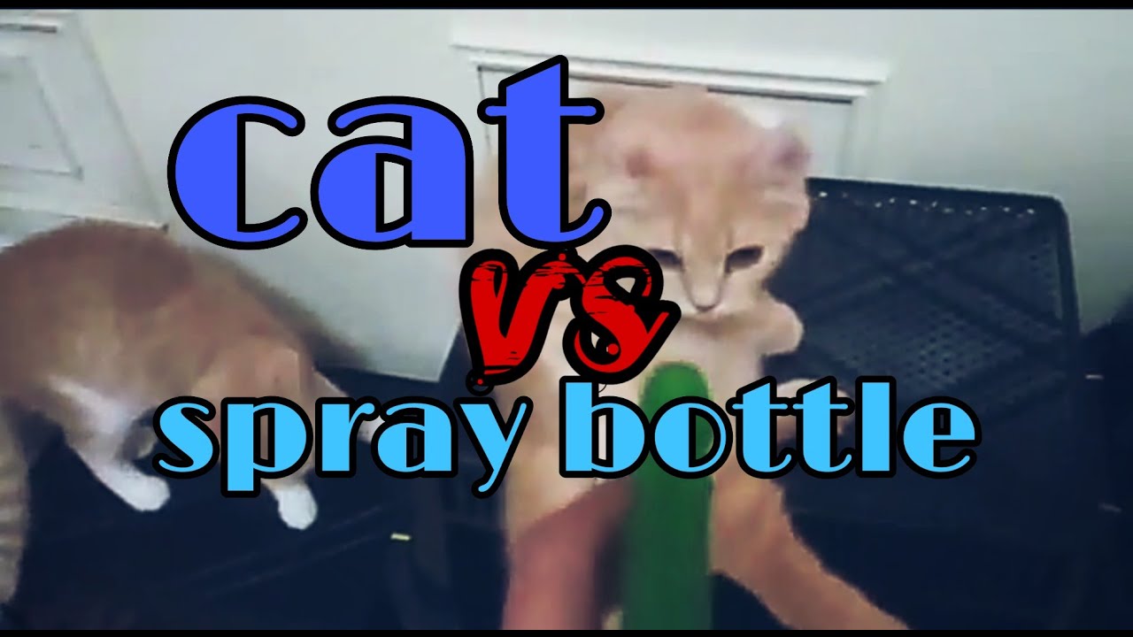 cat VS spray bottle - YouTube