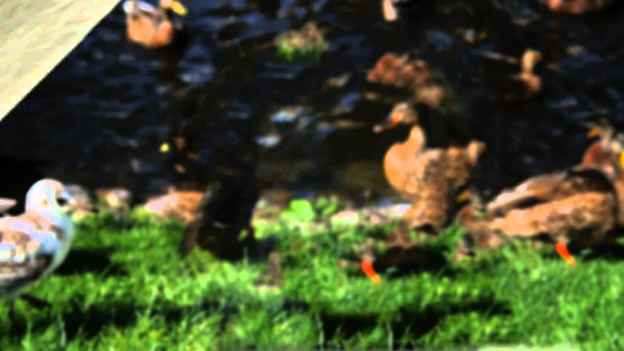 SvanTV Intro #1 - YouTube