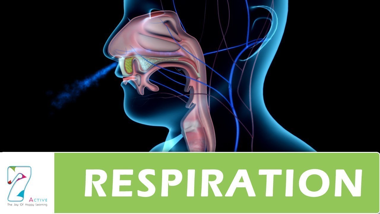 WHAT IS RESPIRATION: BASIC CONCEPT:PART 3: UNIT 1: LIFE PROCESS 10th ...