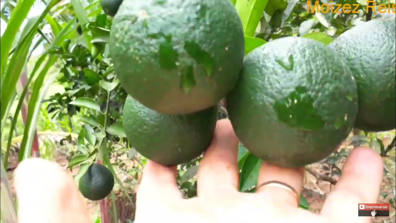 Limão doce - YouTube