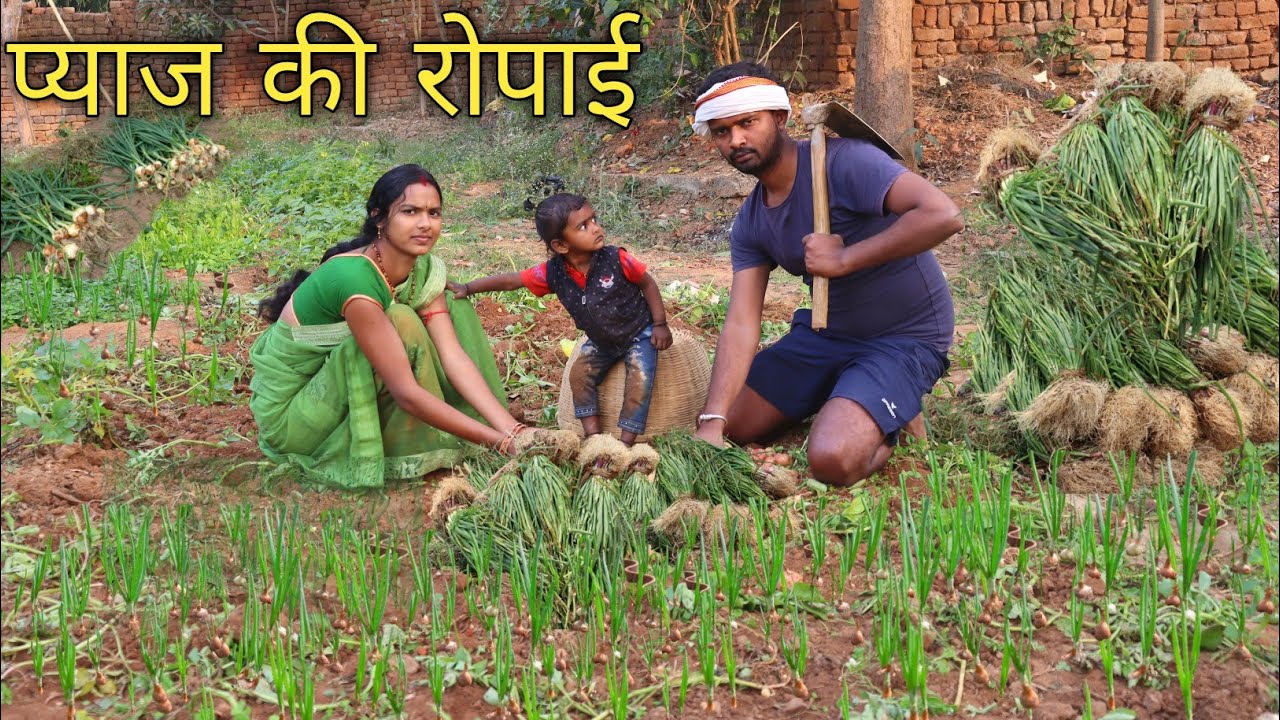 pyaj ki kheti | onion farming 🧅| Village desi lifestyle Vlogs |#dailyvlog #rajugudiyavlogs - YouTube