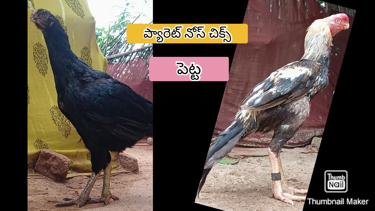 Parrot Beak Long Tail Chicks | 6305991976 | Parrot Nose Hens | Rythu ...