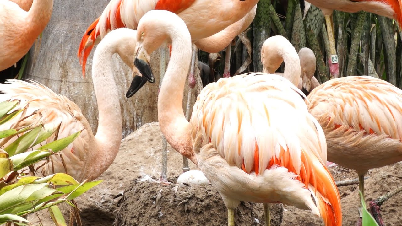 New flamingo eggs | Loro Parque - YouTube
