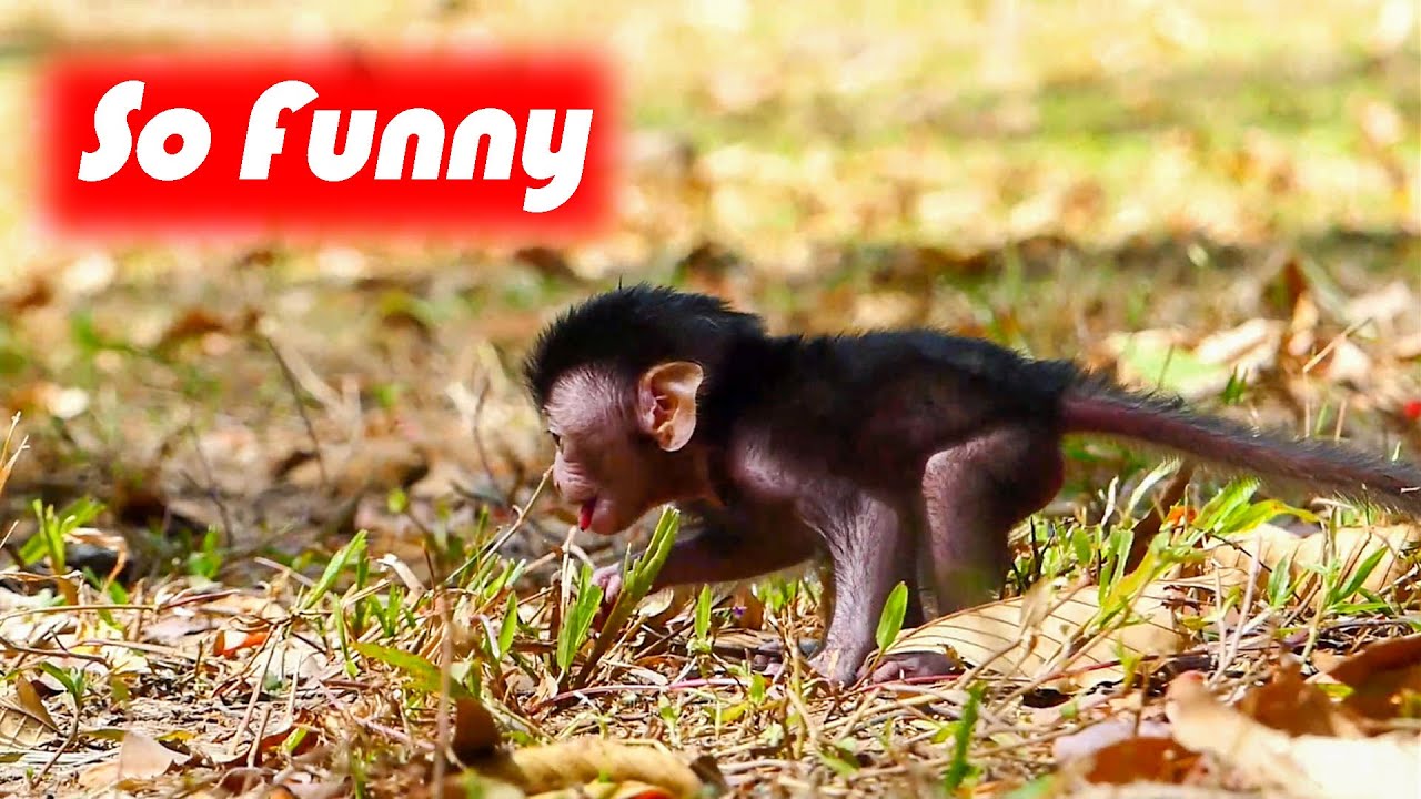 Funny Baby monkeys will make you laugh | Jayden Walking Find Food Her ...