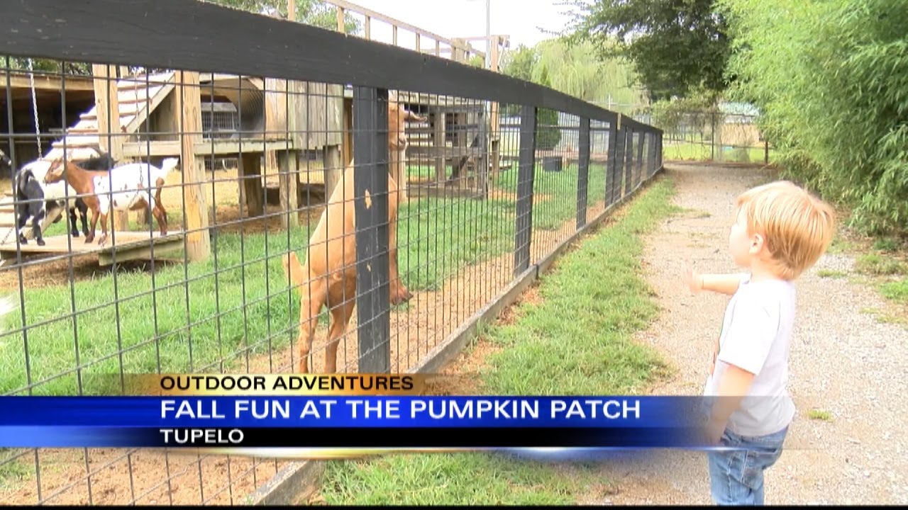 Outdoor Adventures with Chelsea: Tupelo Buffalo Park Pumpkin Patch ...