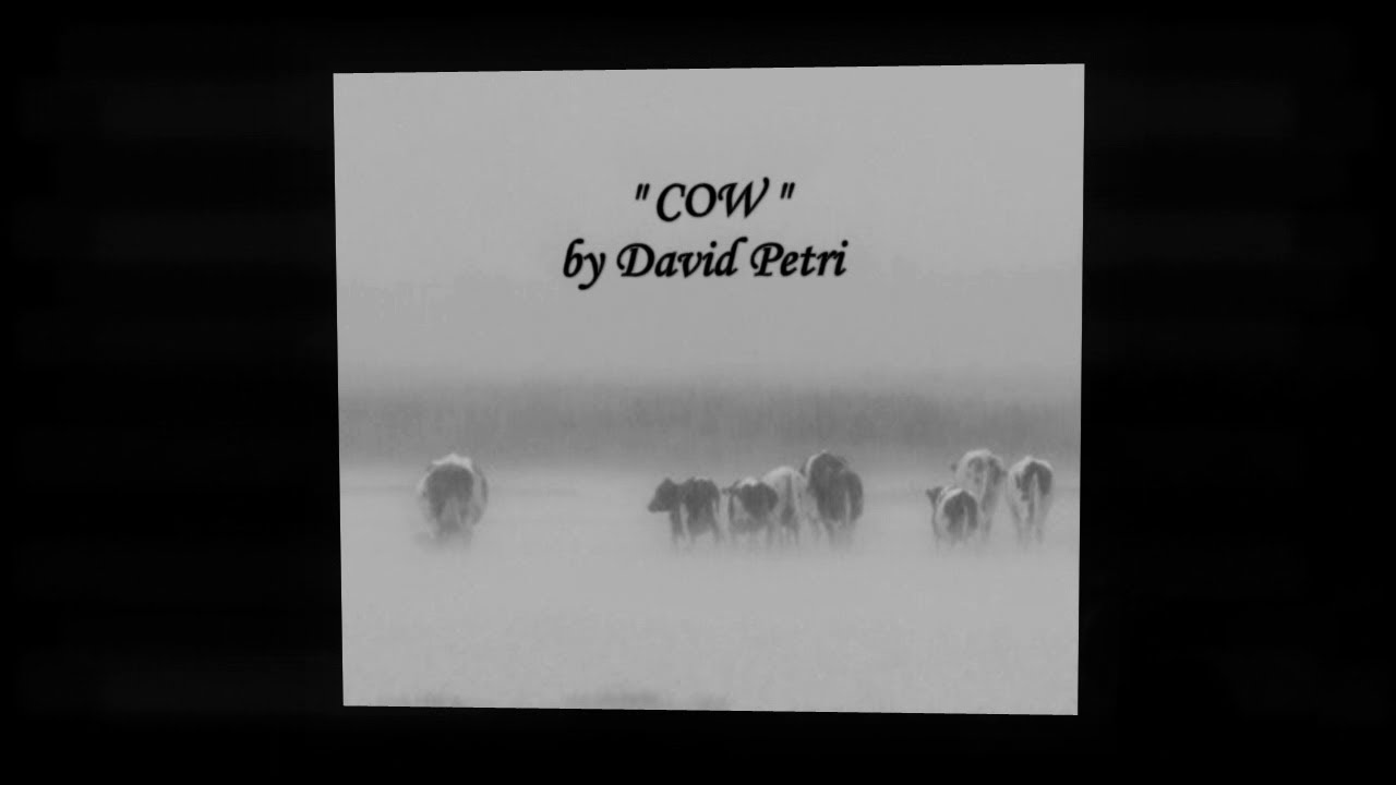 David Petri : " Cow " Album: " Animal Convention " - 2016 Sebastopol ...