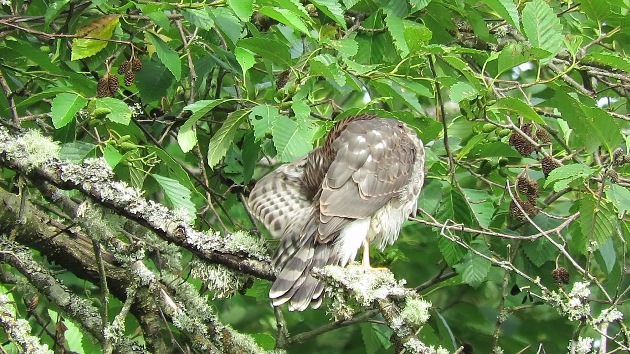 07/06/20 Fledgling Cooper's Hawk Preening @ S 234 Pl & 53 Pl S Kent Wa ...
