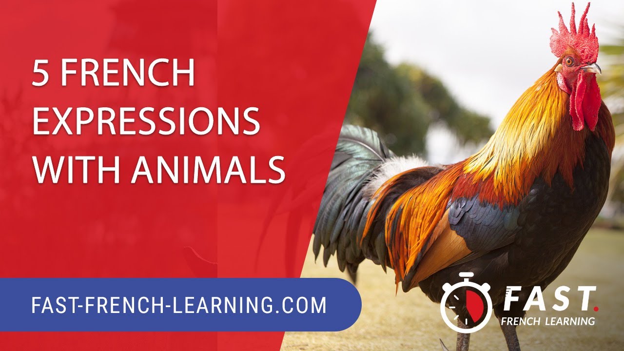 French expressions with ANIMALS - YouTube
