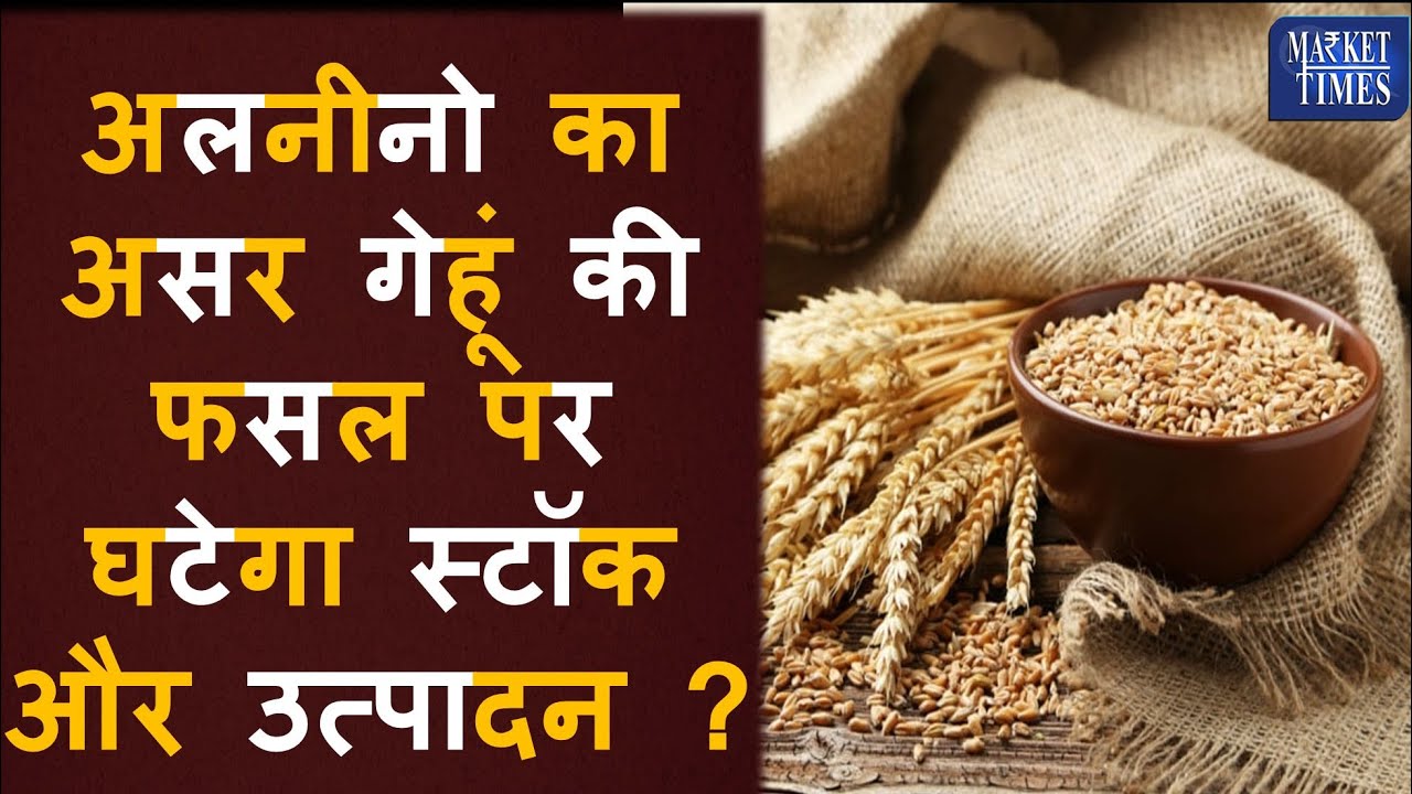 अलनीनो का असर गेहूं की फसल पर -घटेगा स्टॉक और उत्पादन ? #wheat #gehun # ...
