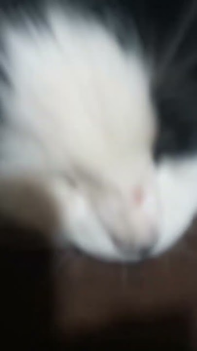 gato random en yt - YouTube