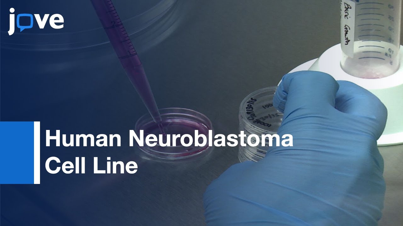 Human Neuroblastoma Cell Line - YouTube