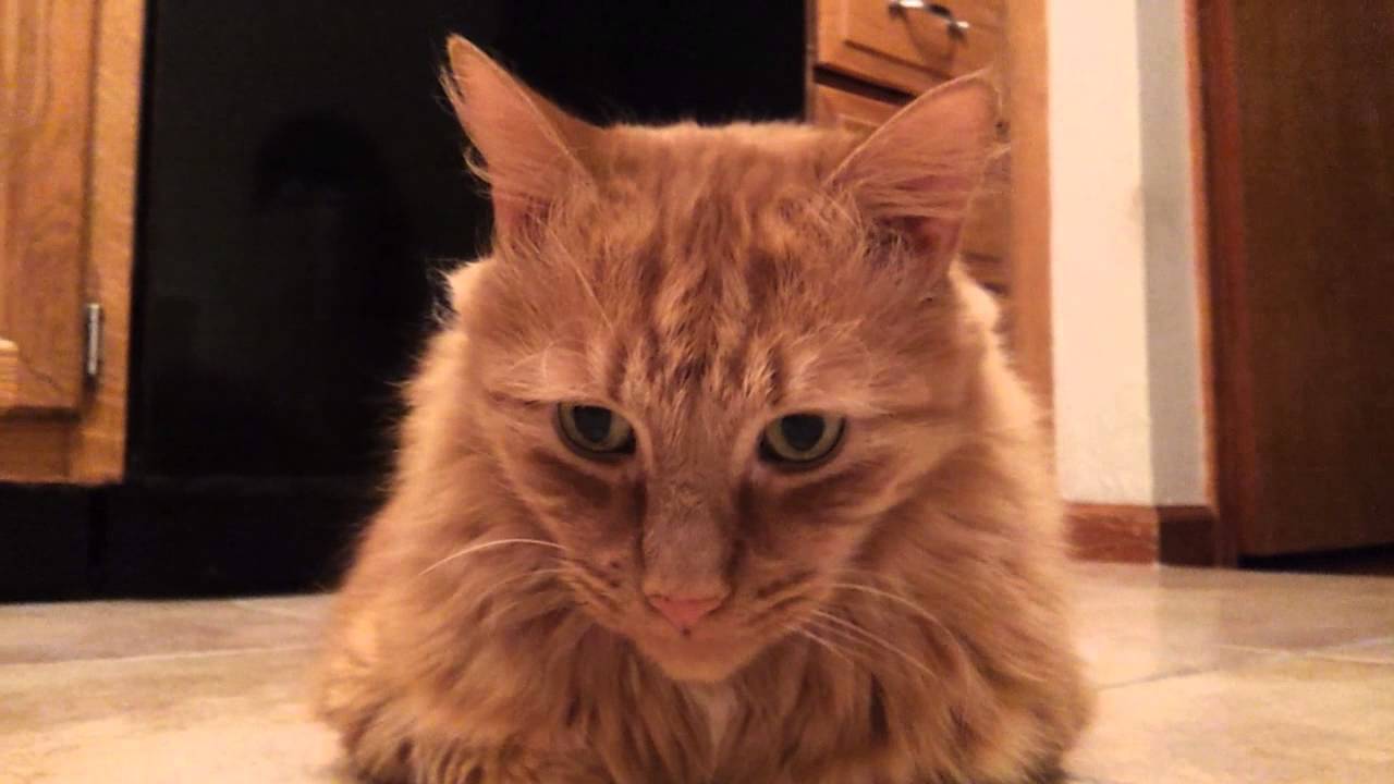 CAT ZOOM #2 on Fabio the Orange Maine Coon - YouTube