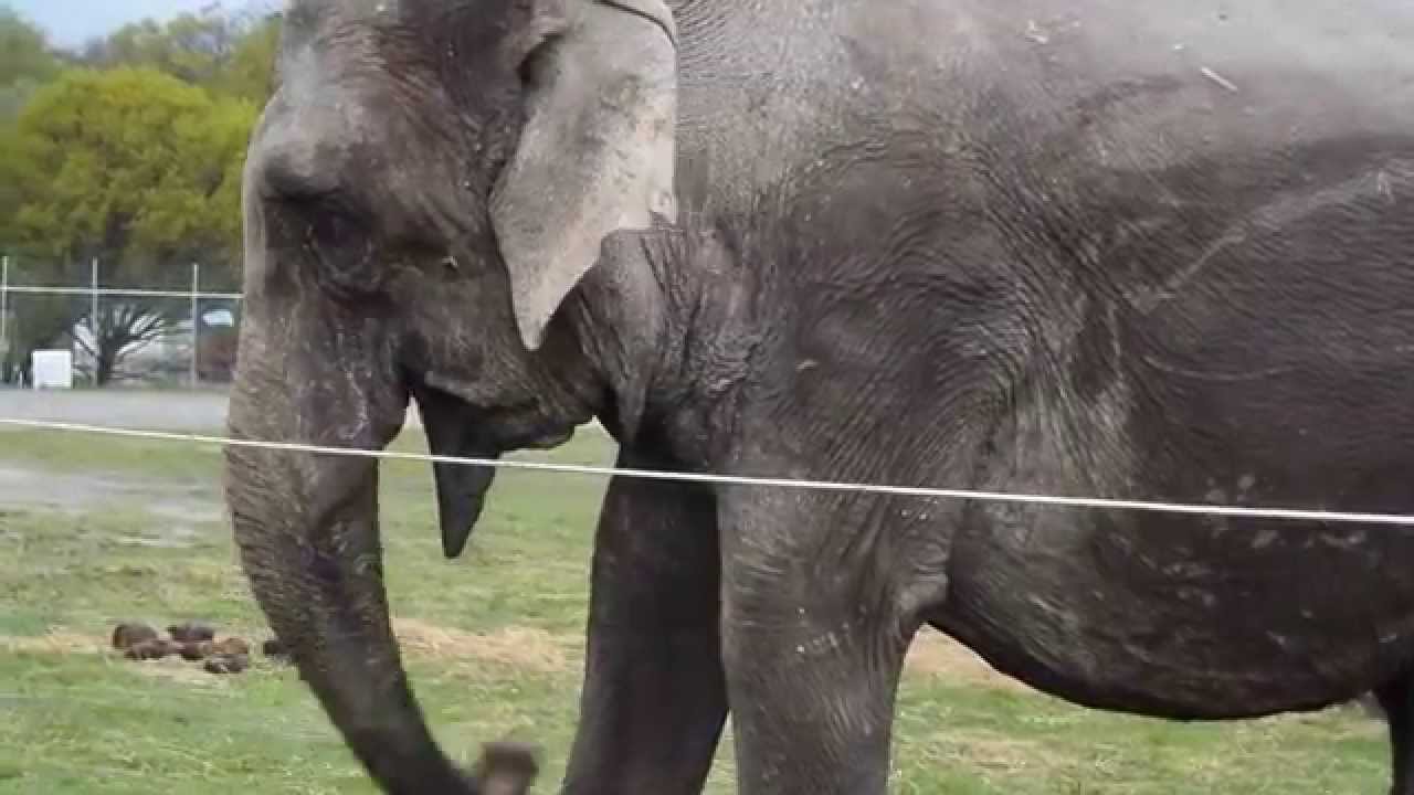 Indisk elefant - YouTube