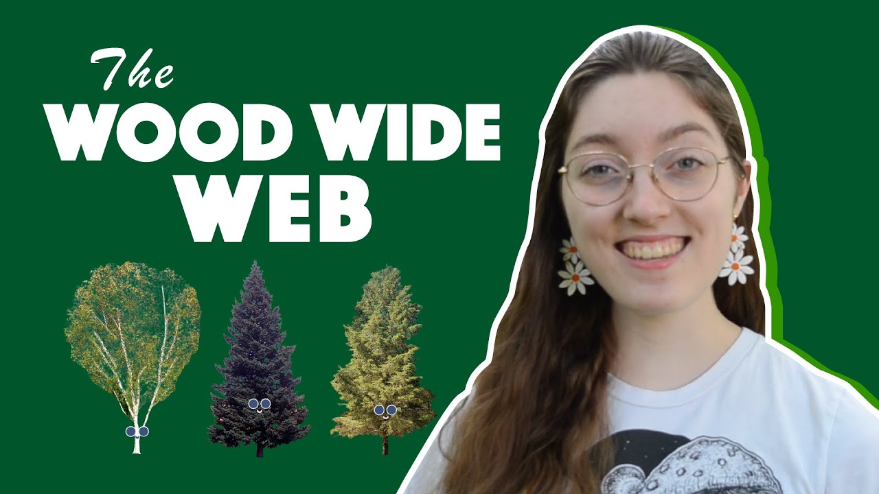 Breakthrough Junior Challenge 2024 | Wood Wide Web [CC] - YouTube