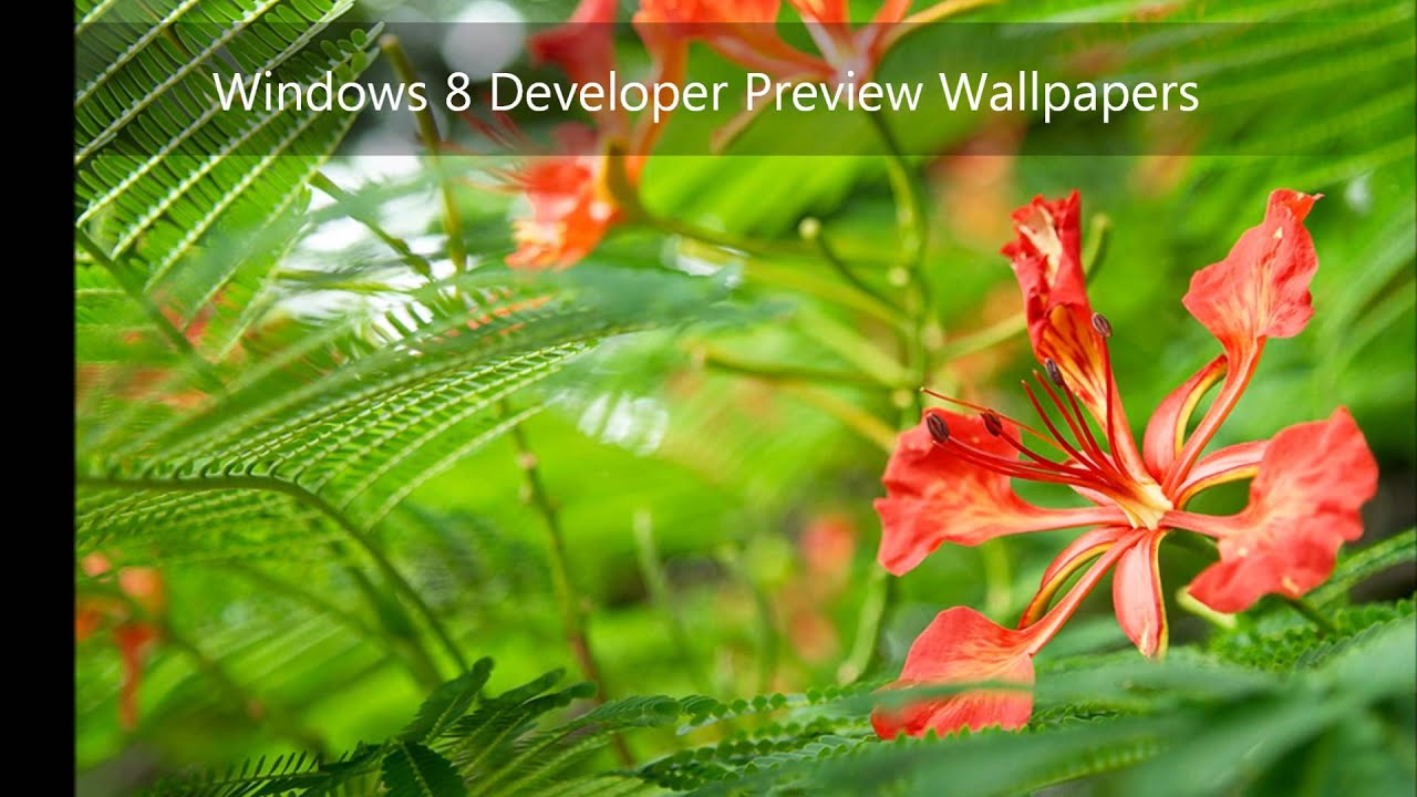 Windows 8 Developer Preview Wallpapers - YouTube