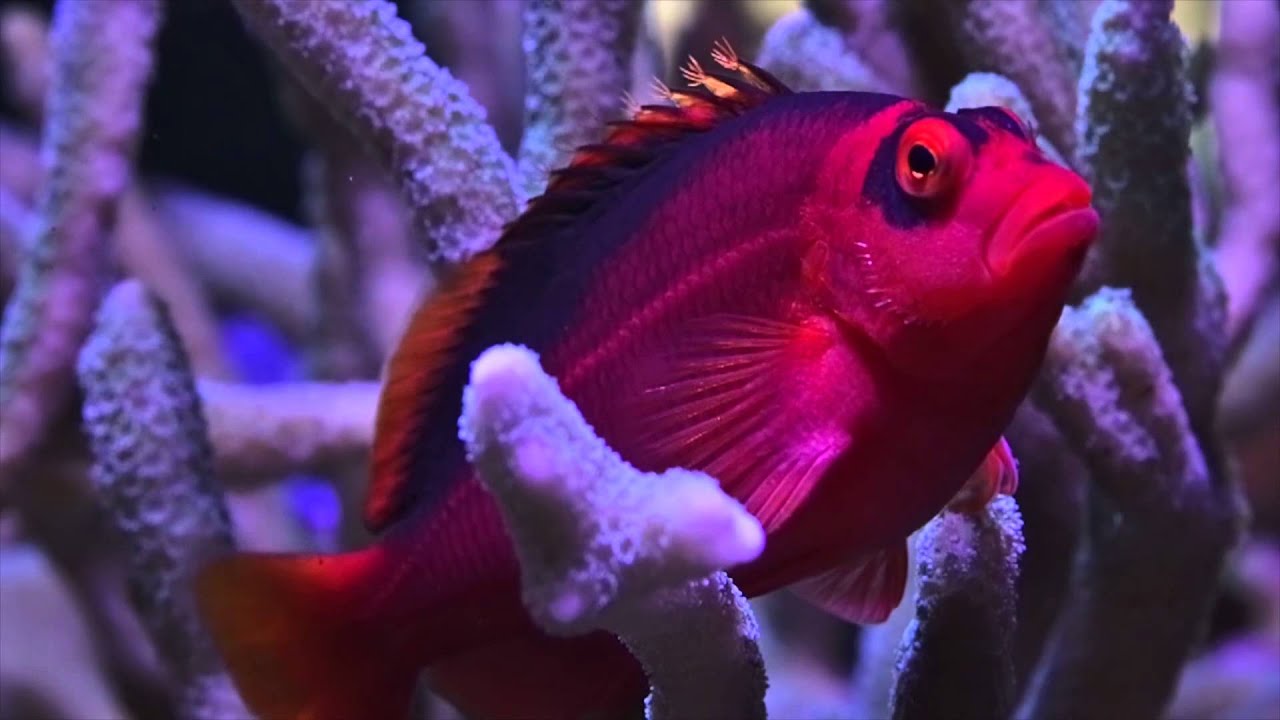 Scarlet hawkfish flame hawkfish, Neocirrhites armatus, hawk - YouTube