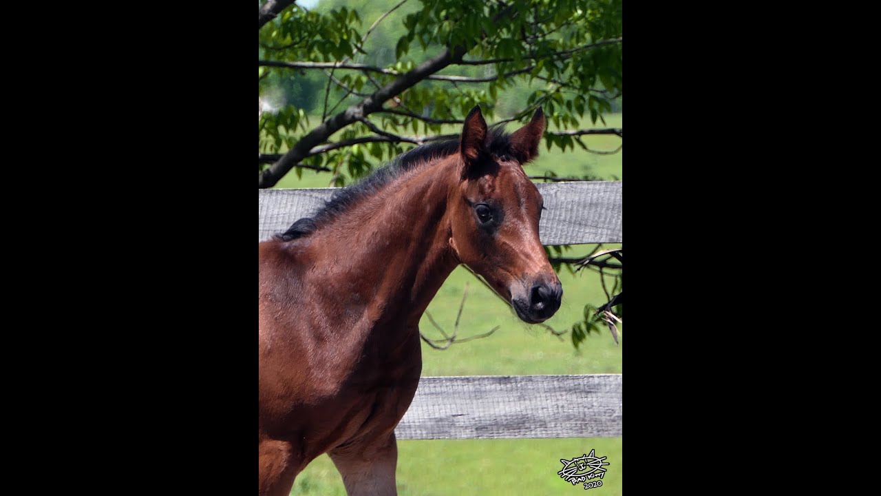 Tami Matthews Daenerys PF Oldenburg Filly for Sale in Ontario - YouTube