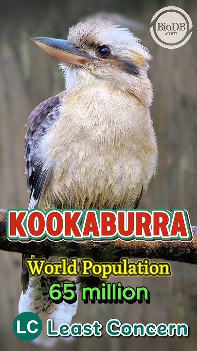 👉Kookaburra facts, distribution & population | BioDB #biodb #birds # ...