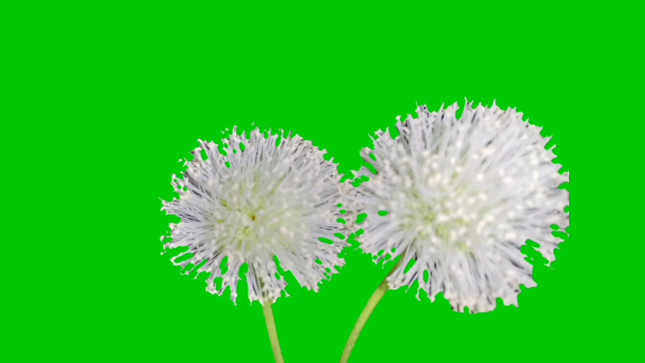 Green screen flower effect - YouTube