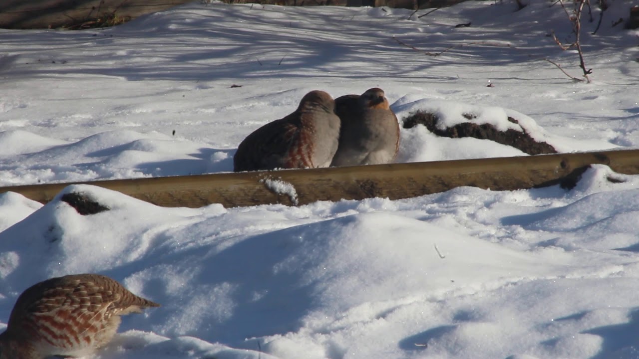 Gray Partridges feeding in our backyard - YouTube