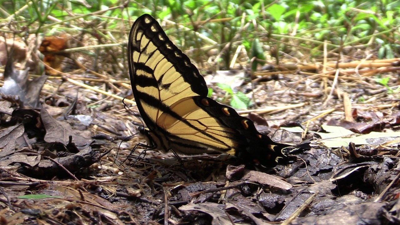 one minute of natural beauty captured on video - YouTube