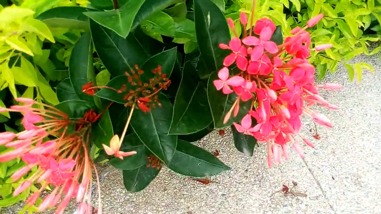 las flores mas hermosas ixora coralillo/The most beautiful flowers ...
