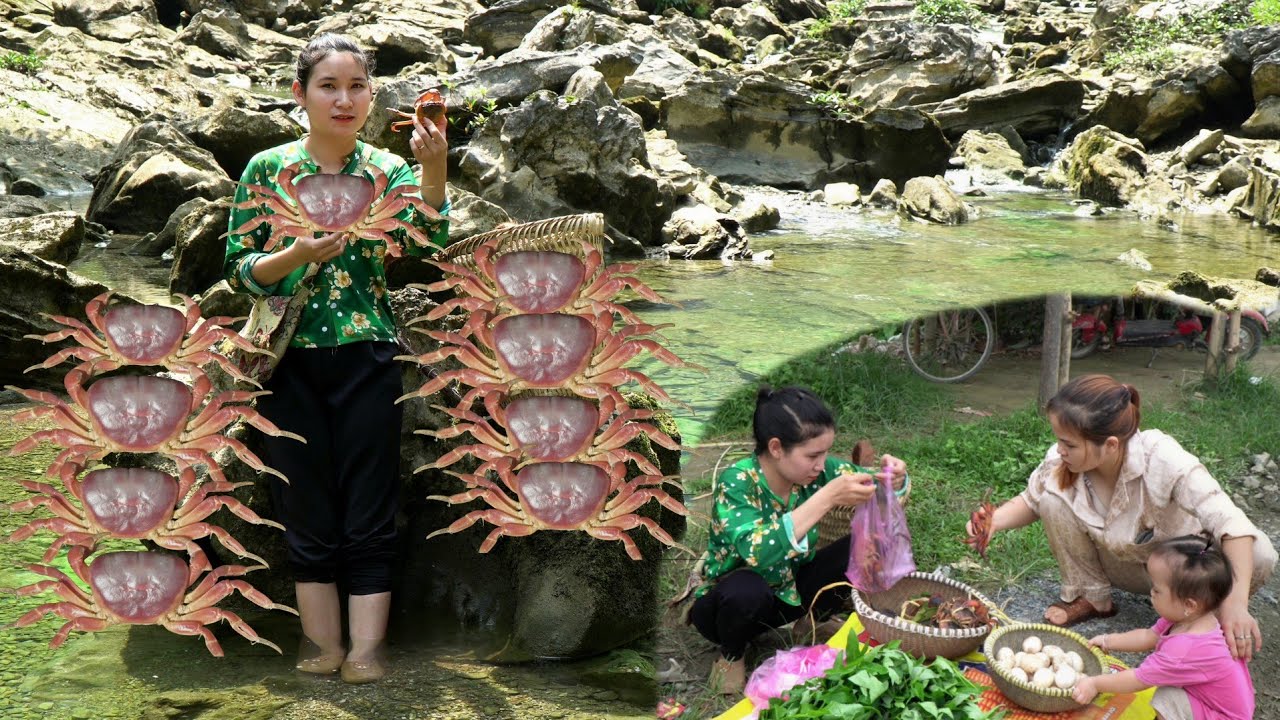 Catching stone crabs alone in the high mountains. Harvest eggs to sell ...