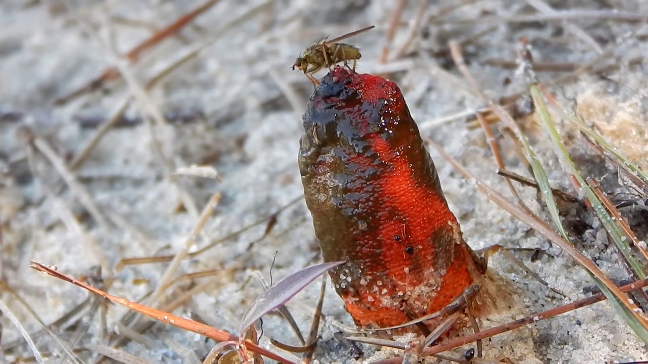 The Stinkhorn Mushroom; It Really Lives Up To It's Name - YouTube