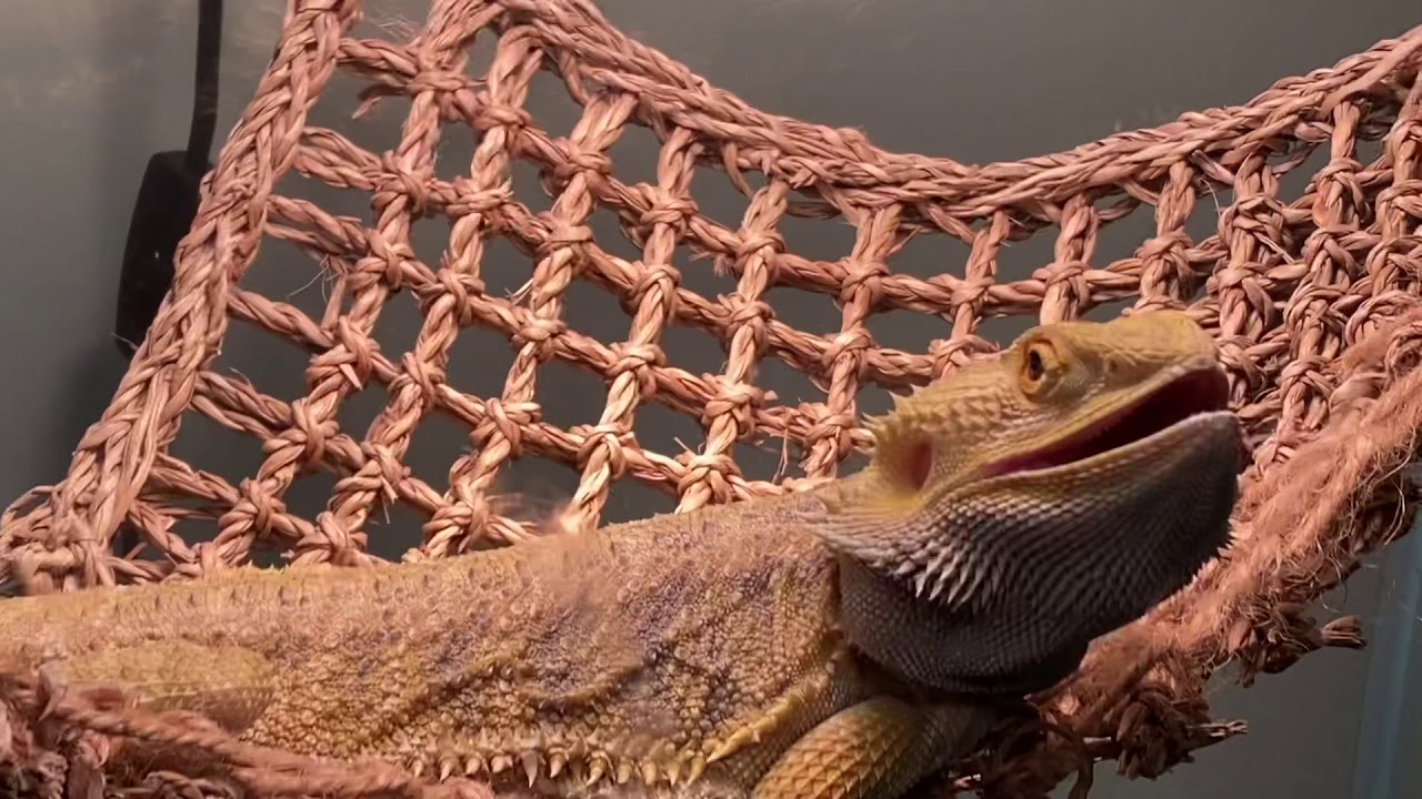 Jumping bearded dragon must watch!!! #jumpingbeardeddragon#lizards# ...