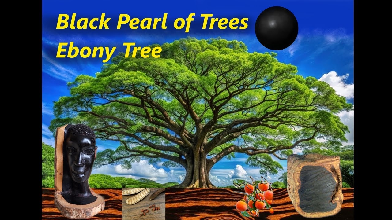 Ebony Tree - Black Pearl Of Trees - YouTube