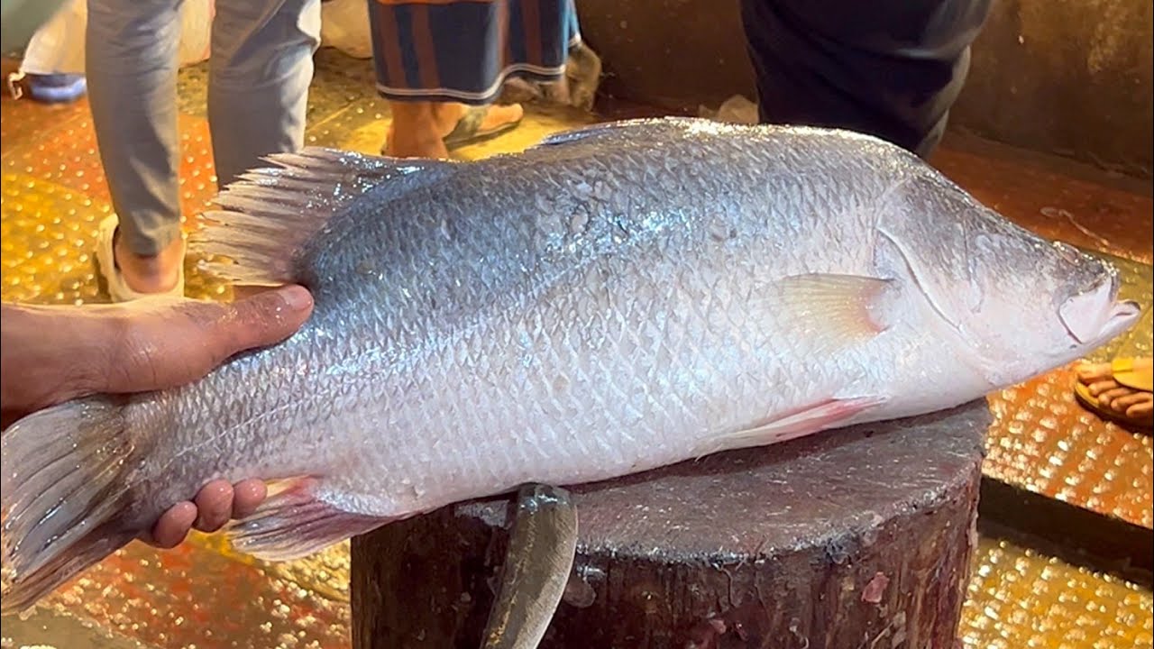 Big Bhetki Fish Cutting Skills In Fish Market | Fish Cutting Skills ...