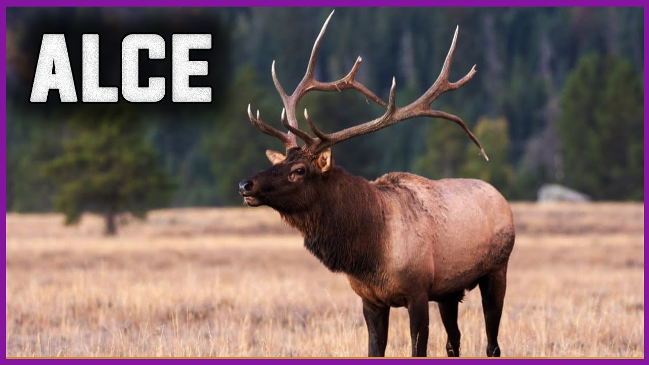 ELK: DESCRIPCIÓN, CARACTERÍSTICAS Y DATOS | WAPITI | ALCE | ANIMALES ...