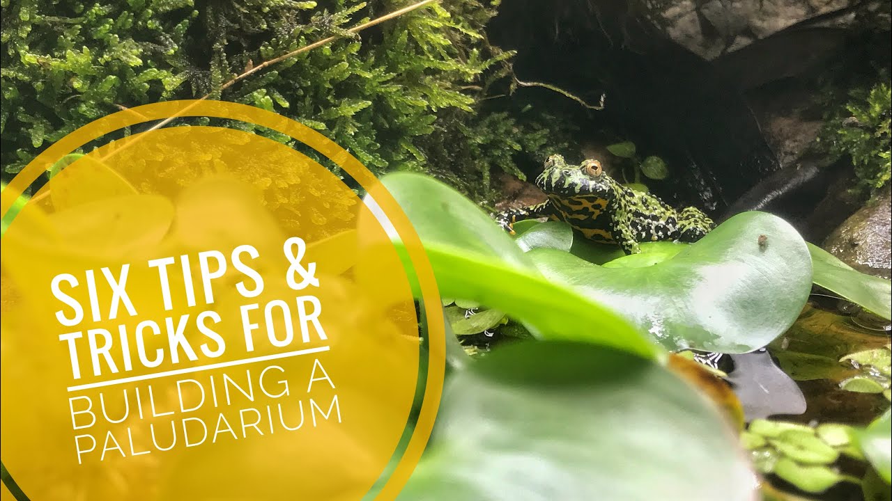 Six tips for building a paludarium - YouTube