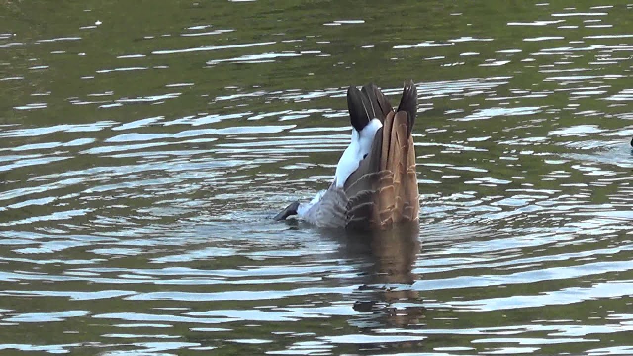 Fishing behavior of Canadian geese - Full HD - YouTube