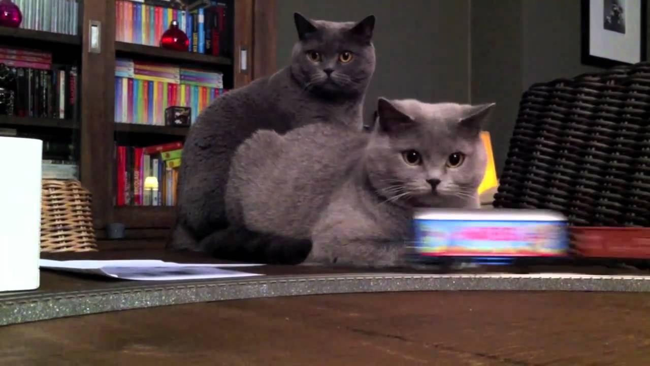 cats vs train - YouTube