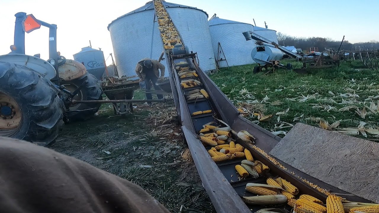 Filling a Grain Bin with Ear Corn - YouTube
