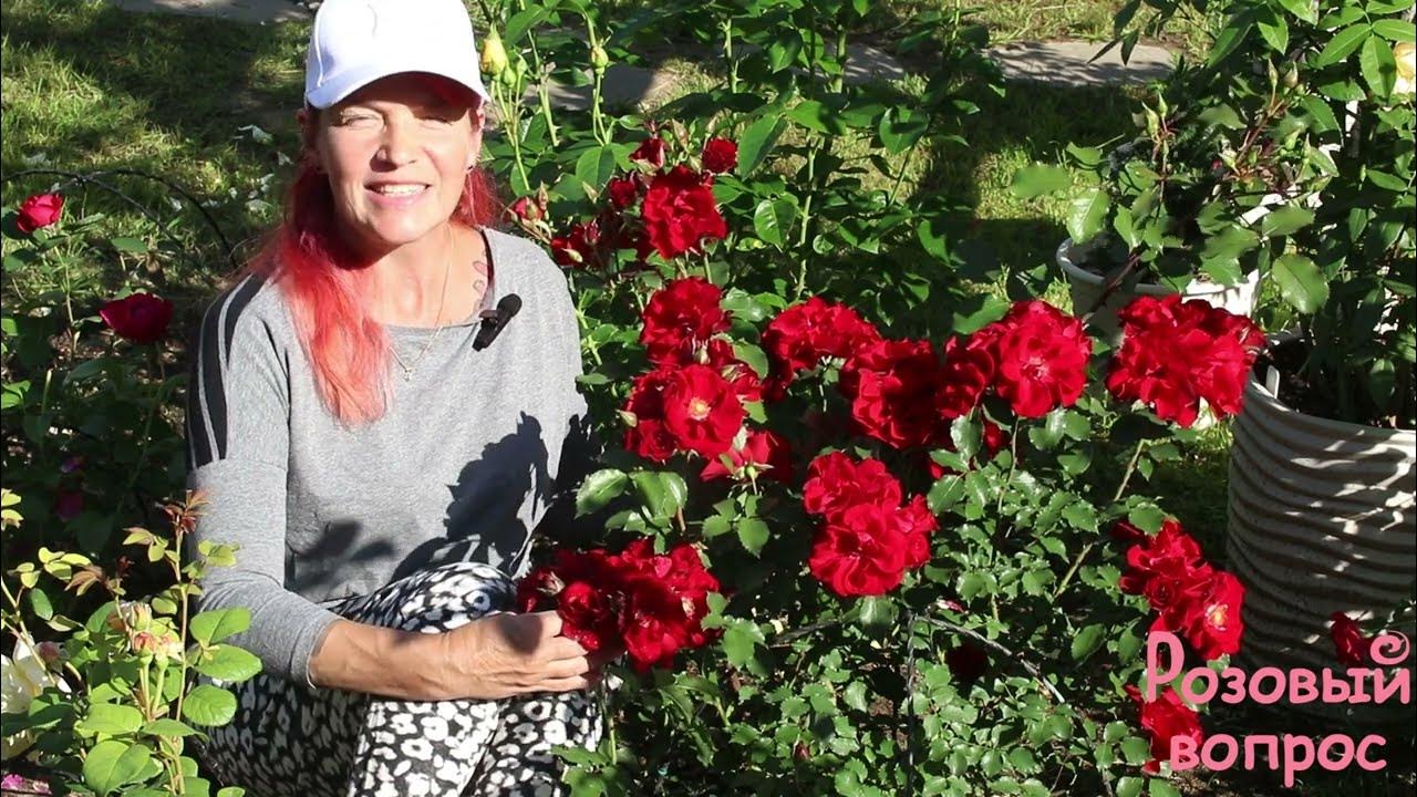 Роза Ротер Корсар Первое цветение - YouTube