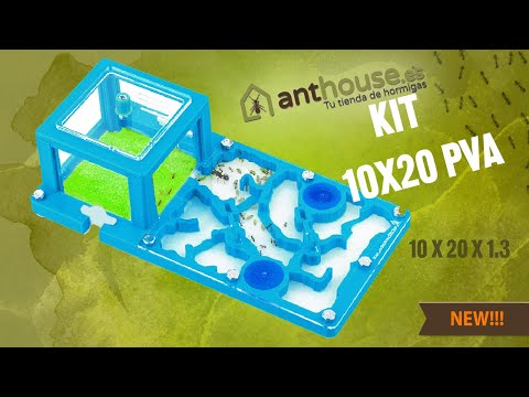 KIT 20X20 PVA antfarm.