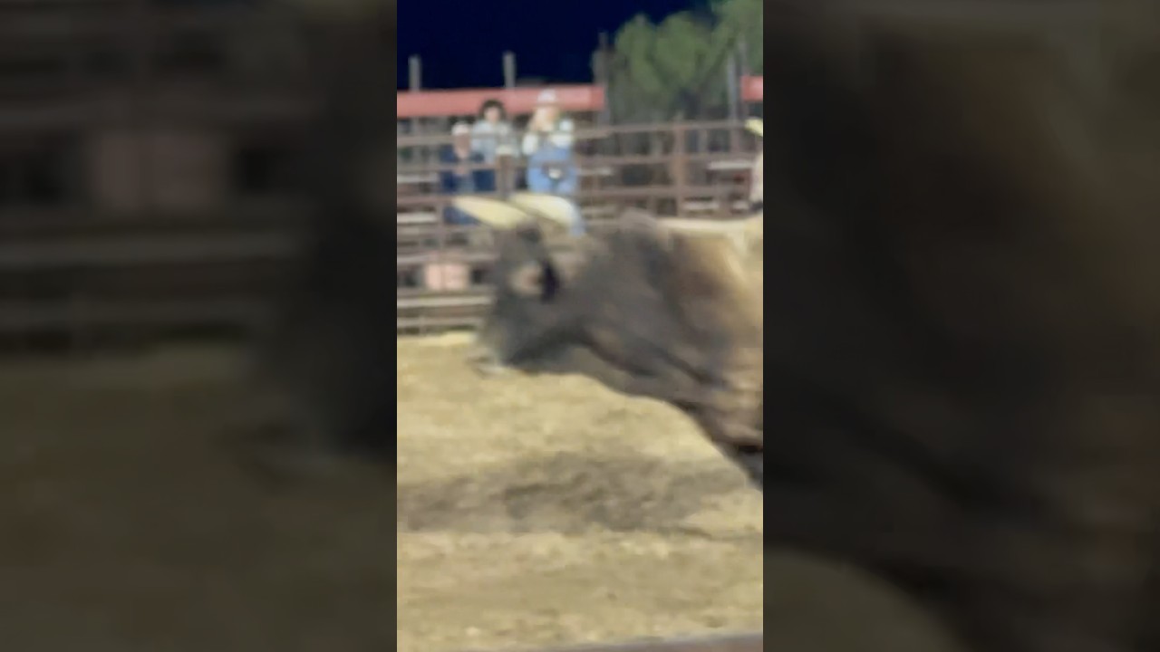 roadrunner saloon bull riding #live #arizona #country #shorts #cowboys ...