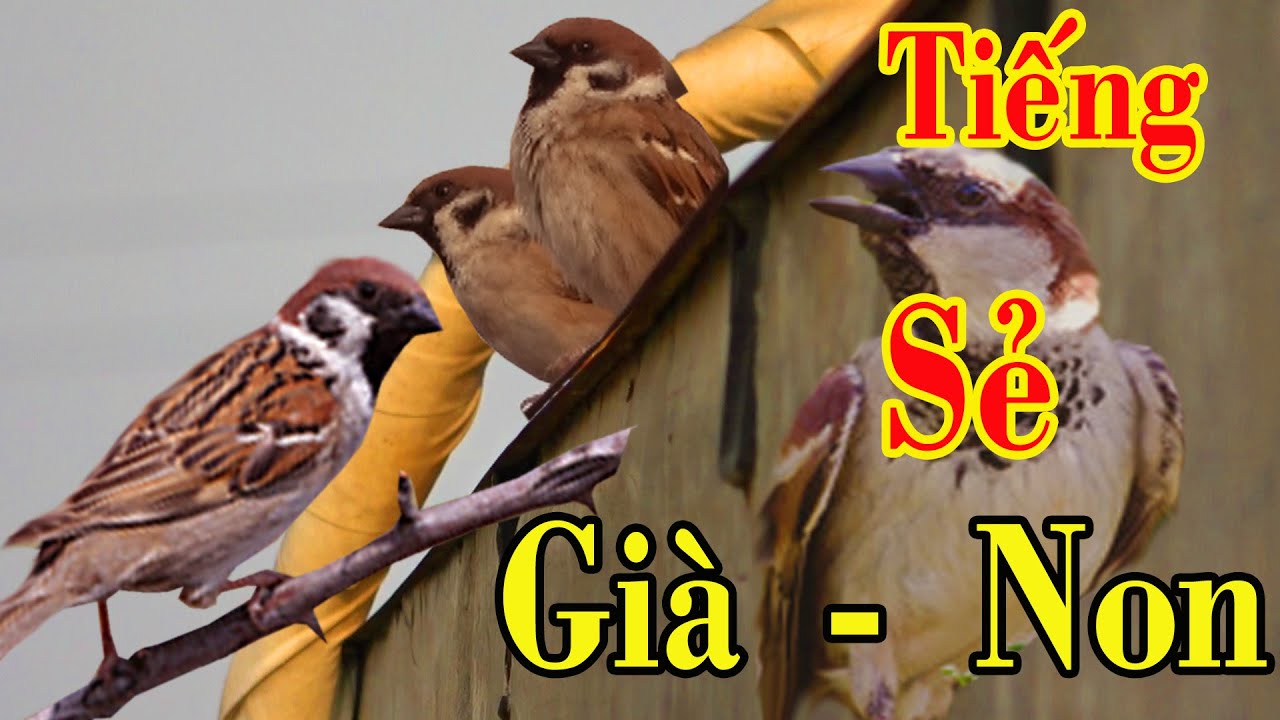 Tiếng chim se sẻ: Hãy nghe và cảm nhận để giải stress hàng ngày! - Chùa ...