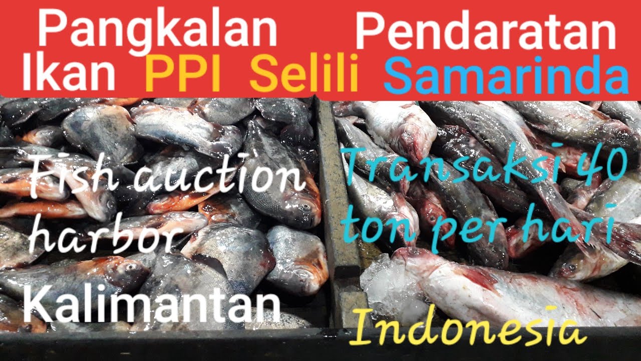 Pangkalan Pendaratan Ikan PPI Selili Samarinda, Fish Auction Harbor ...