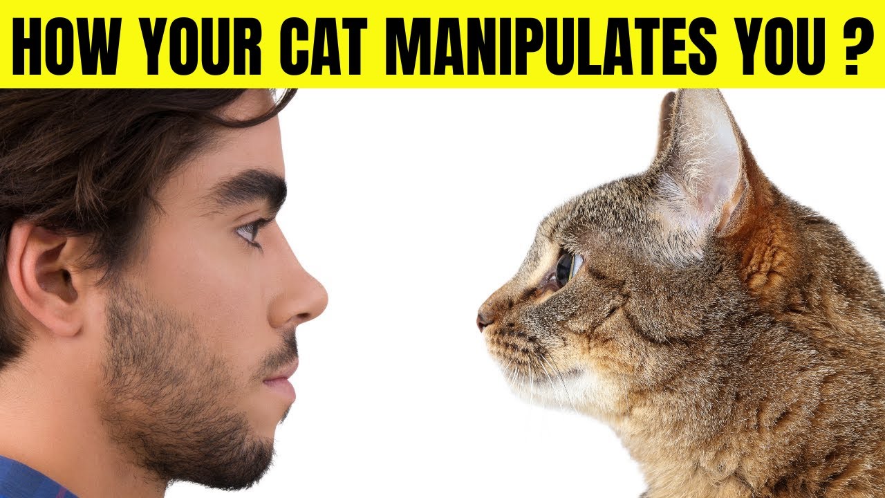 7 Clever Tricks Your Cat Uses to Manipulate You - YouTube