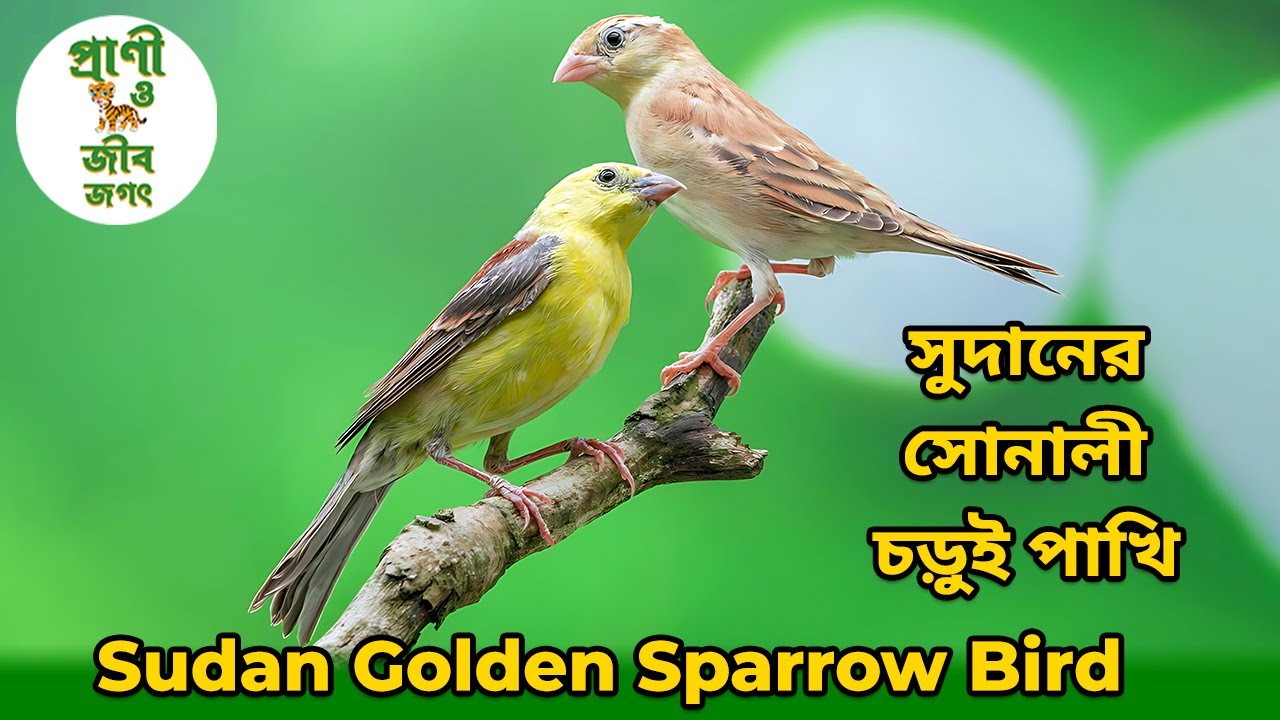 Golden Sparrow Bird Song | Sudan Golden Sparrow Bird | সুদানের সোনালী ...