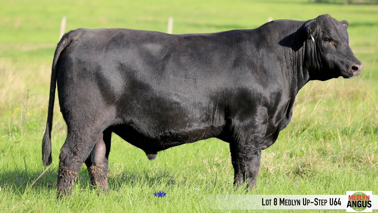 Lot 8 Medlyn Up Step U64 - YouTube