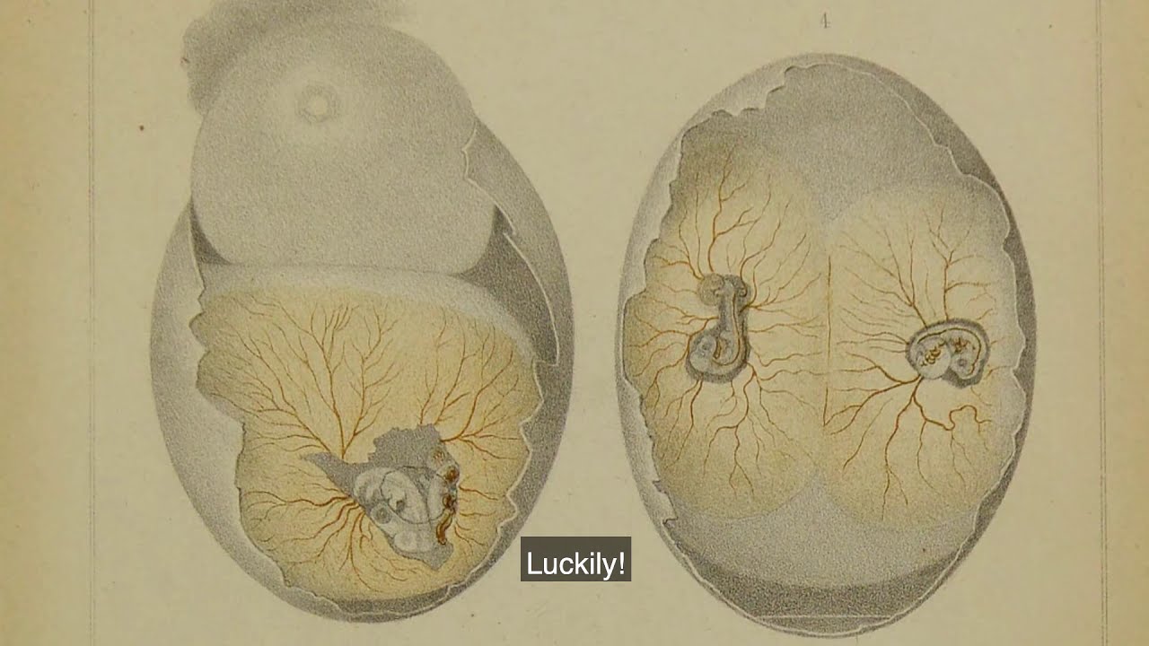 Peter Panum: He turned medicine into science - YouTube