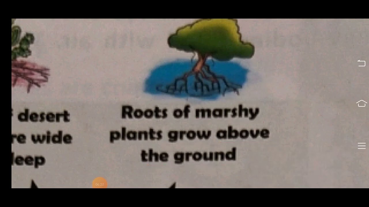 Class 4 Project :: Adaptation in Plants - YouTube