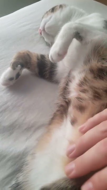 My Cat Loves Belly Rubs Youtube