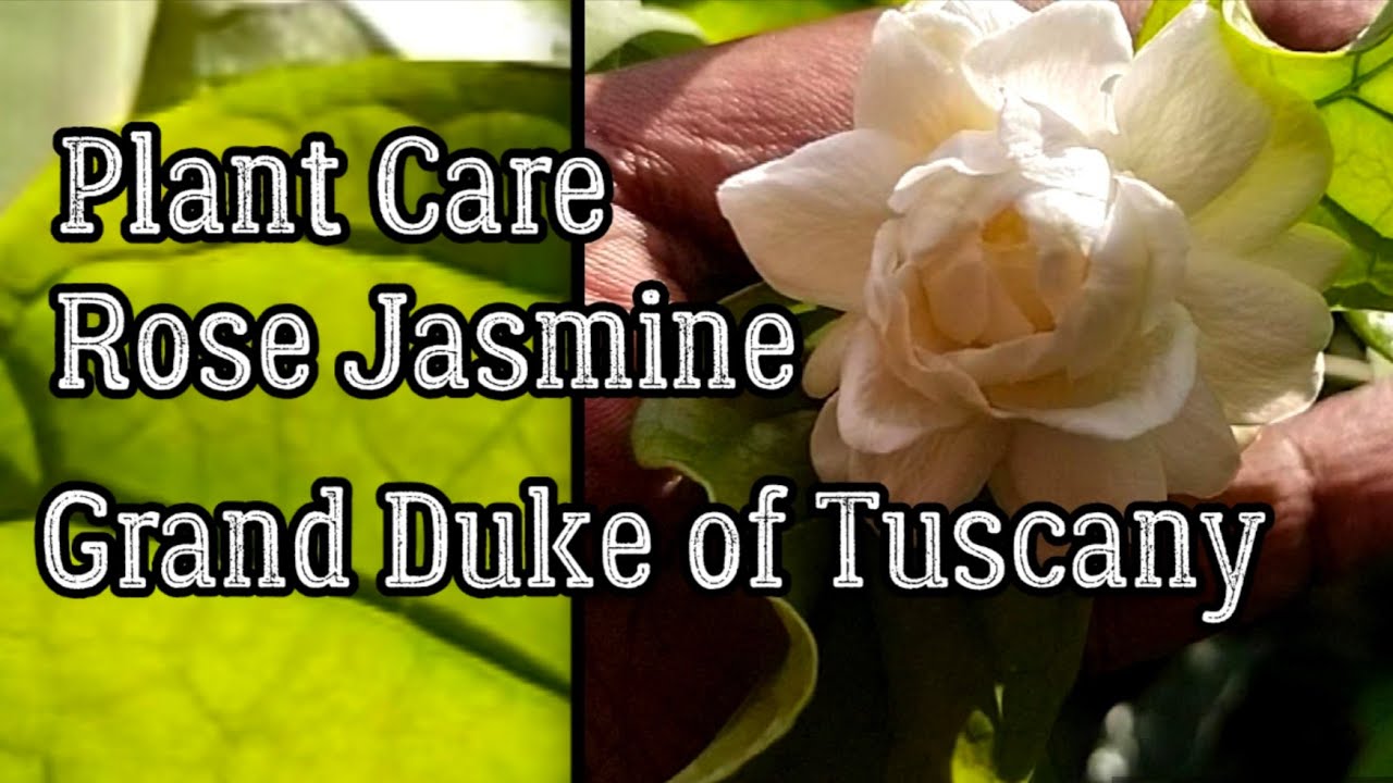 Grand Duke of Tuscany Jasmine / Rose Jasmine - Plant Care - YouTube