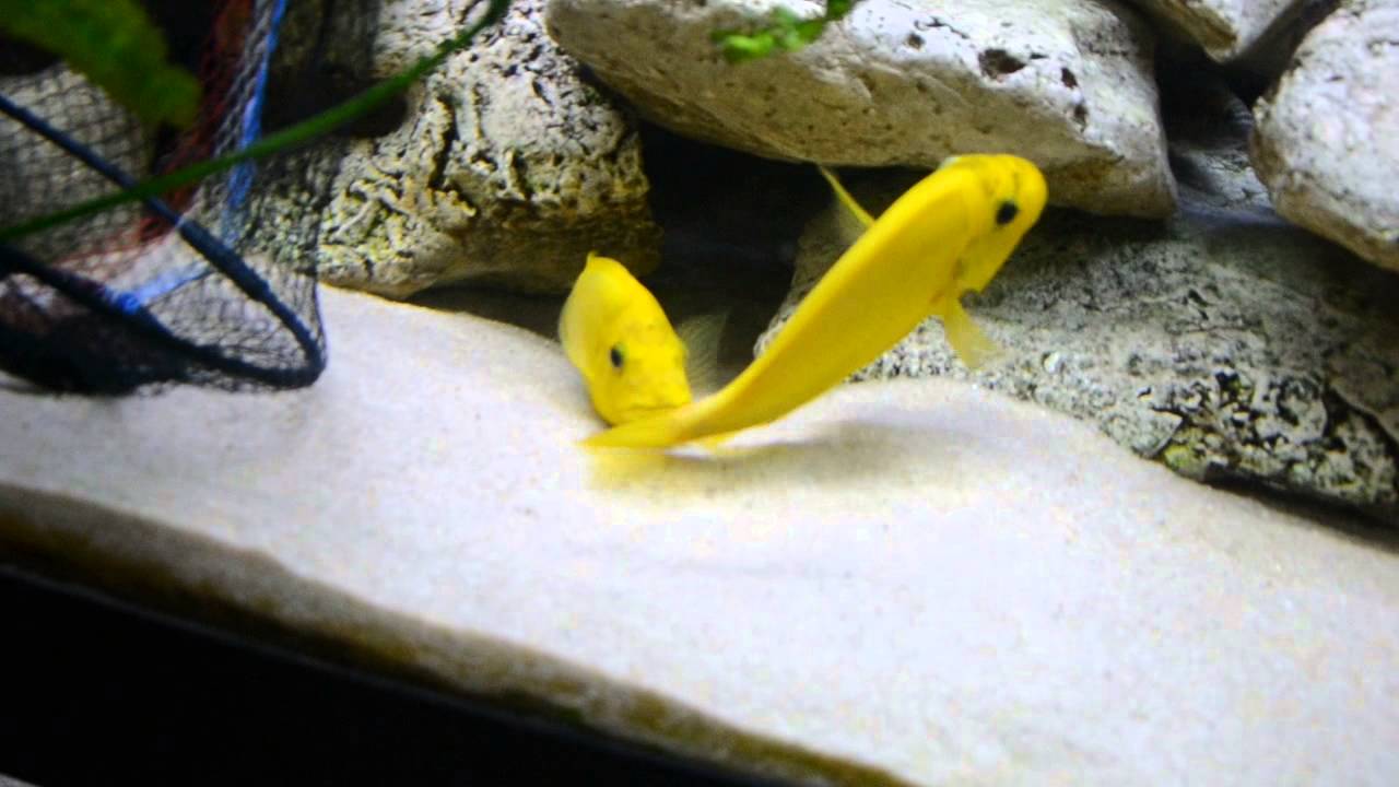 Repro de mes Petrochromis Moshi yellow - YouTube