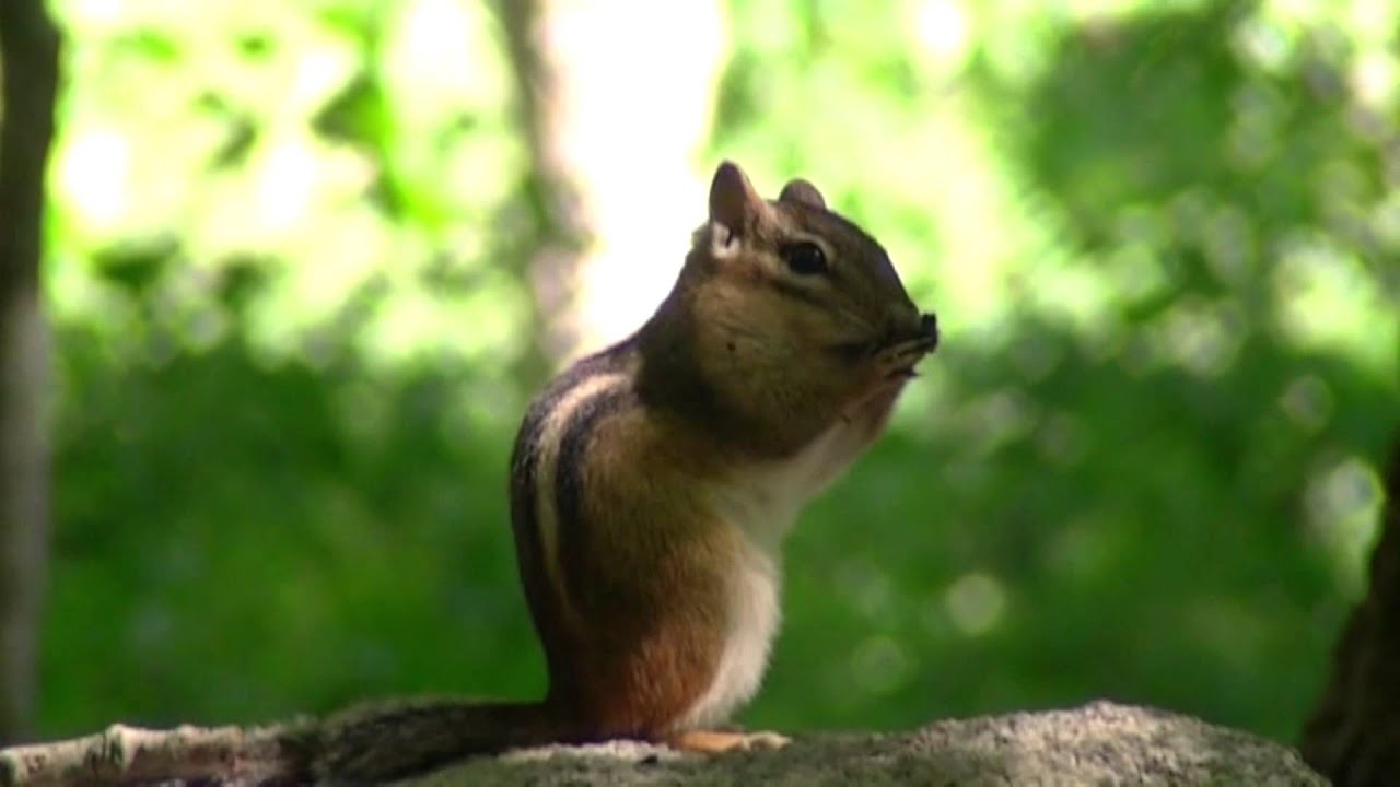 Chipmunk SMILES and says HI - YouTube